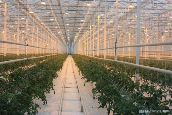 Новые тепличные комлексы выгоднее строить на месте старых — эксперт ...