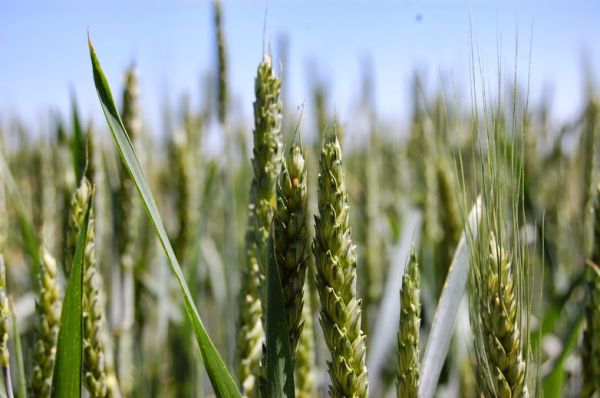 ЭтноПродукт нарастит поставки органического зерна в ЕС — Latifundist.com