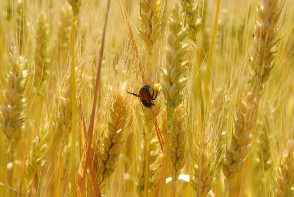 В Украине собрали 4,5 млн т зерна — Latifundist.com