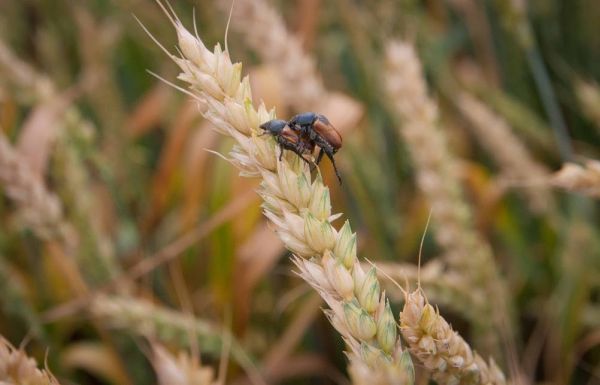 Украина соберет 60,5 млн т зерна — прогноз — Latifundist.com