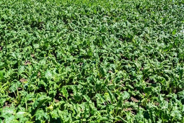 Sesvanderhave представила новые гибриды сахарной свеклы — Latifundist.com