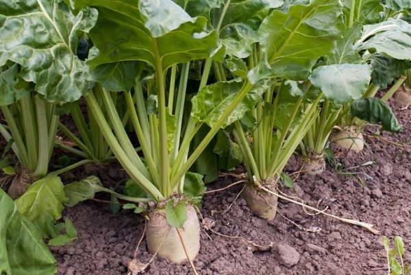 10% of sugar beet areas harvested in Ukraine — Latifundist.com