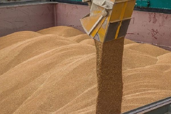 Egypt purchased one Panamax of the Ukrainian wheat — Latifundist.com