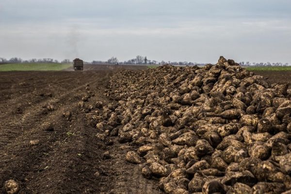 Mills in Ukraine processed 12 mln t of sugar beet — Latifundist.com