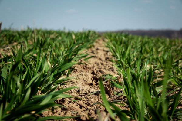 Early grain crops in Ukraine sown on 89 pct of the areas — Latifundist.com