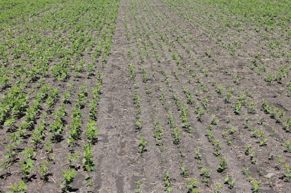 Soybean emergence in the US a third lower — Latifundist.com