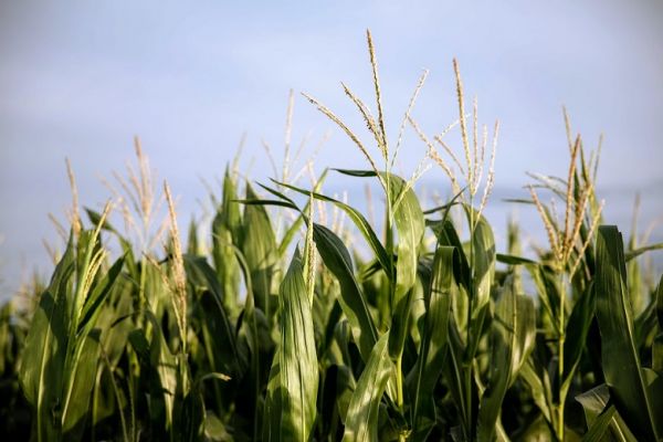Corn production forecast for Ukraine in 2019/20 improved, USDA report ...