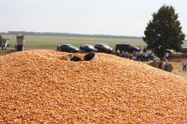 Corn prices in Ukraine seen pushing forward — Latifundist.com