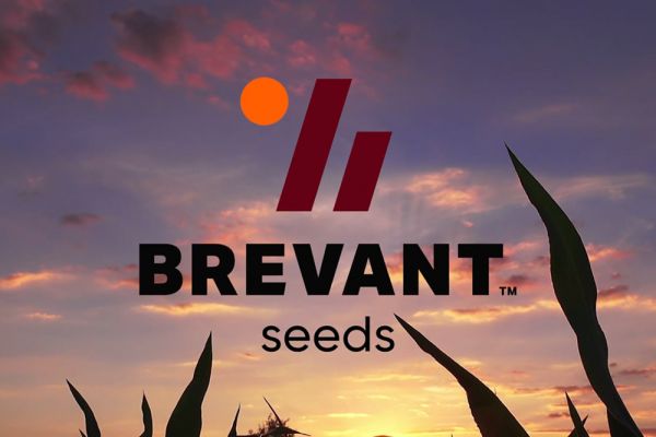 Dealers refuse from selling Corteva seeds under Brevant brand ...