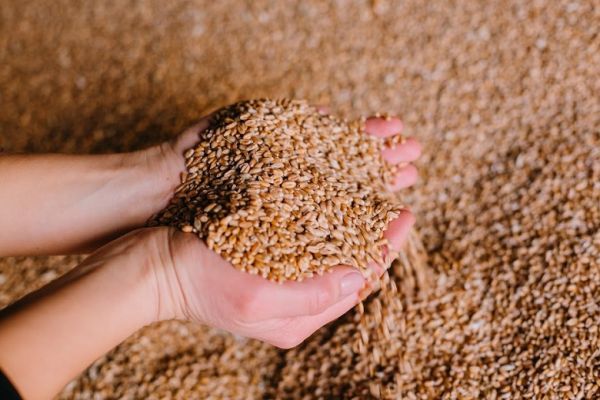 Black sea wheat prices revise upward — Agritel — Latifundist.com