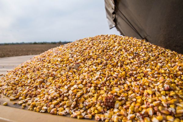 Corn shipment in Ukrainian seaports 23% up wk/wk — Latifundist.com