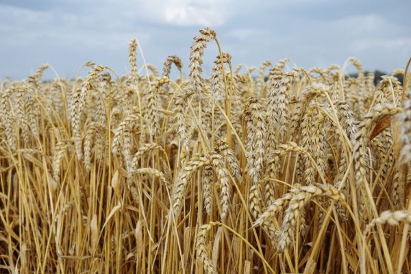 Black Sea wheat hits season's highest price second time — Latifundist.com