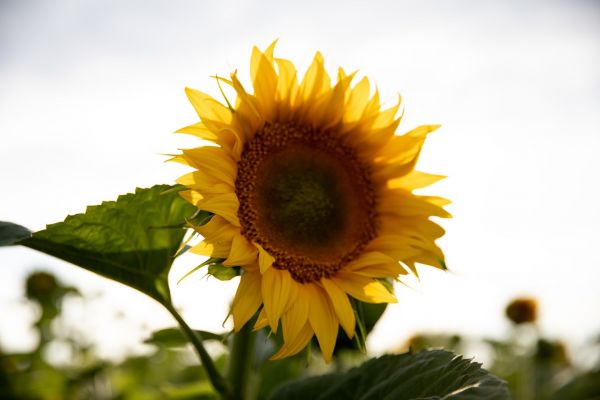 Цены на украинское подсолнечное масло стремятся к $900 за т — Refinitiv — Latifundist.com