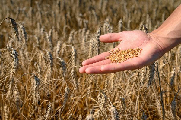 Milling and feed wheat prices gained in Ukraine — Latifundist.com