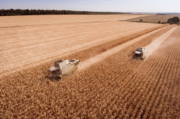 USDA cut corn production estimate for Ukraine — Latifundist.com