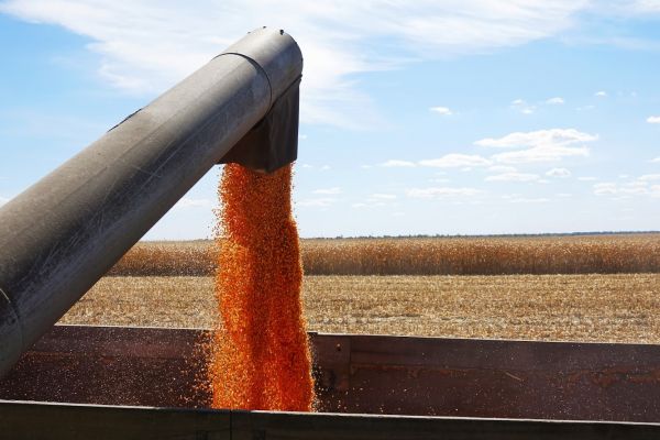 Цены на украинскую кукурузу упали — Refinitiv — Latifundist.com