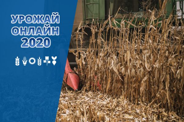 Harvest Online 2020: corn campaign proceeded to 82% — Latifundist.com