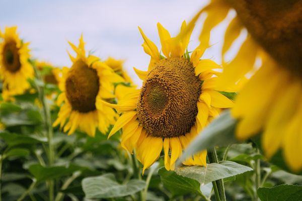 Цены на украинское подсолнечное масло растут из-за дефицита сырья — Refinitiv — Latifundist.com