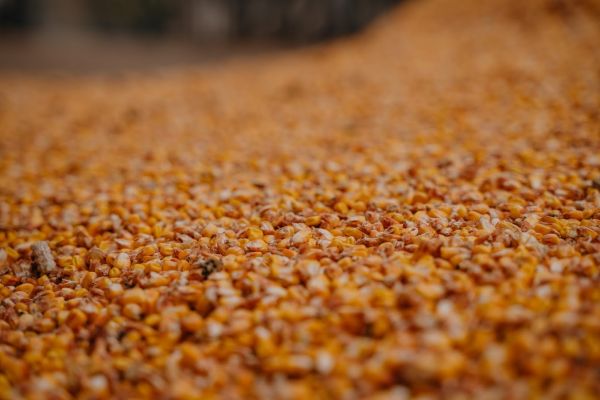 Grain export 2020/21: corn shipment grew to over 7 mln t — Latifundist.com