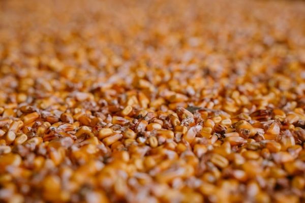 Cygnet grain elevators received 285 thou. t commodities in 2020 ...