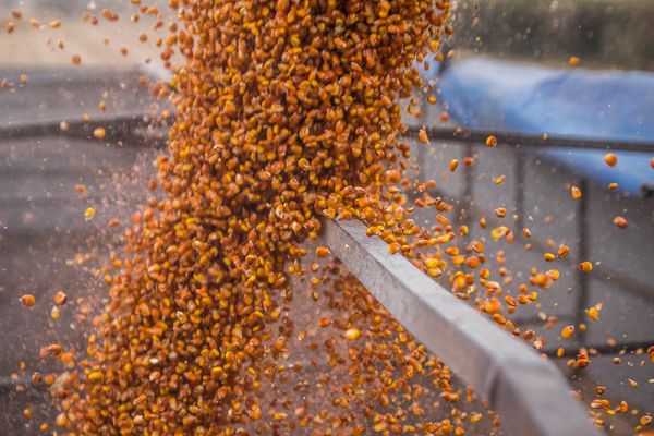 Kernel silo in-take volumes 9% down in 1H FY2021 — Latifundist.com