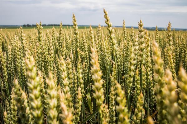 Ukrainian wheat production forecast record-high in 2021: Agritel ...