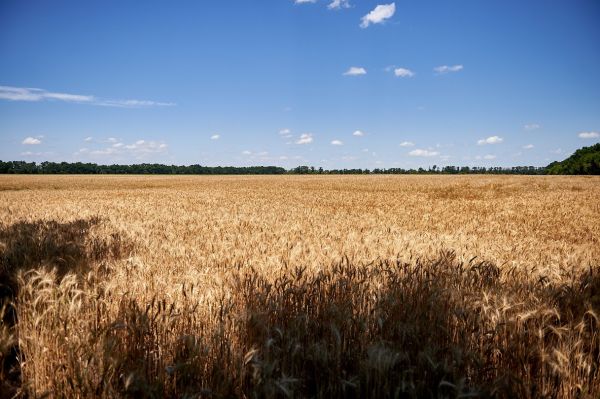 Agrotrade started purchasing farmland — Latifundist.com