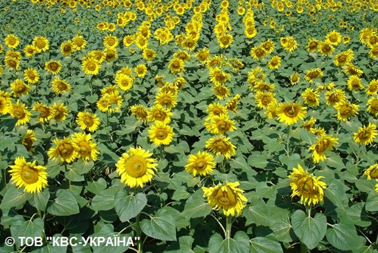 Рентабельность выращивания подсолнечника — Latifundist.com